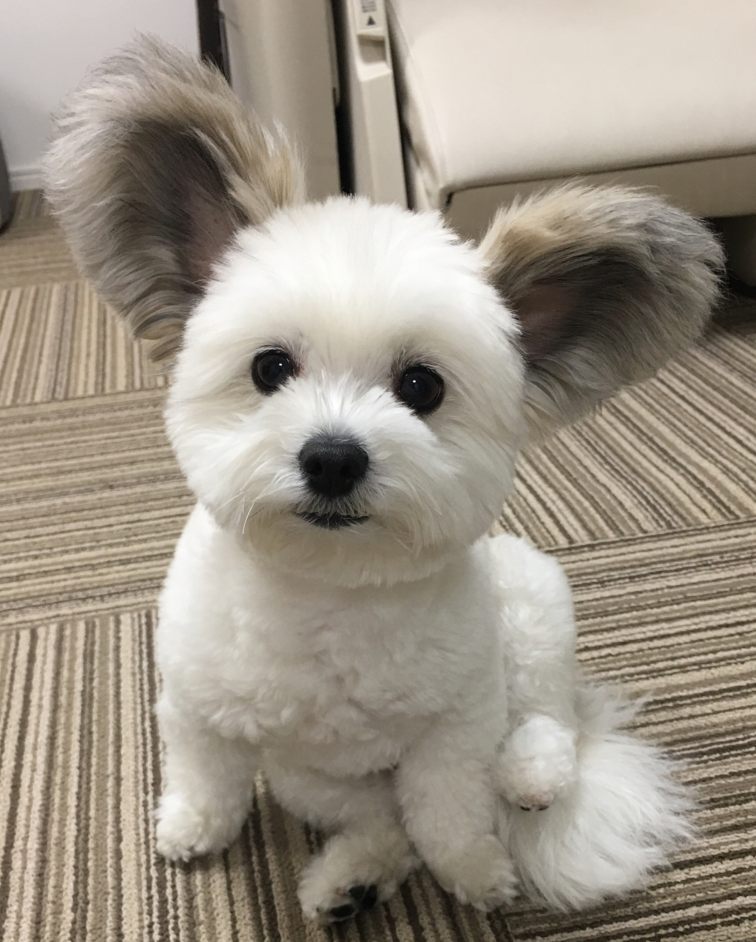 Meet Our Newest Obsession, A Dog With Fluffy Mickey Mouse Ears ...