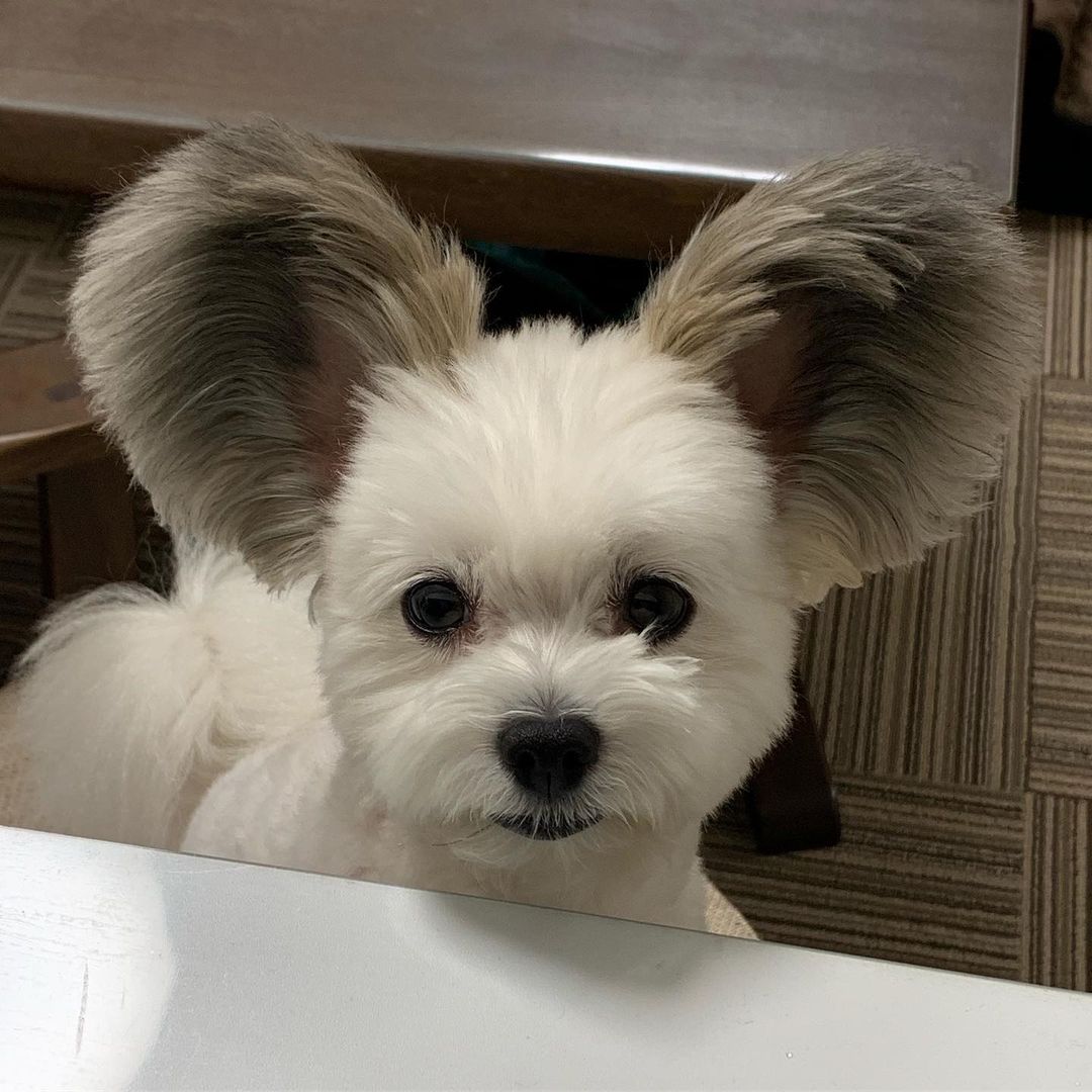 Meet Our Newest Obsession, A Dog With Fluffy Mickey Mouse Ears ...