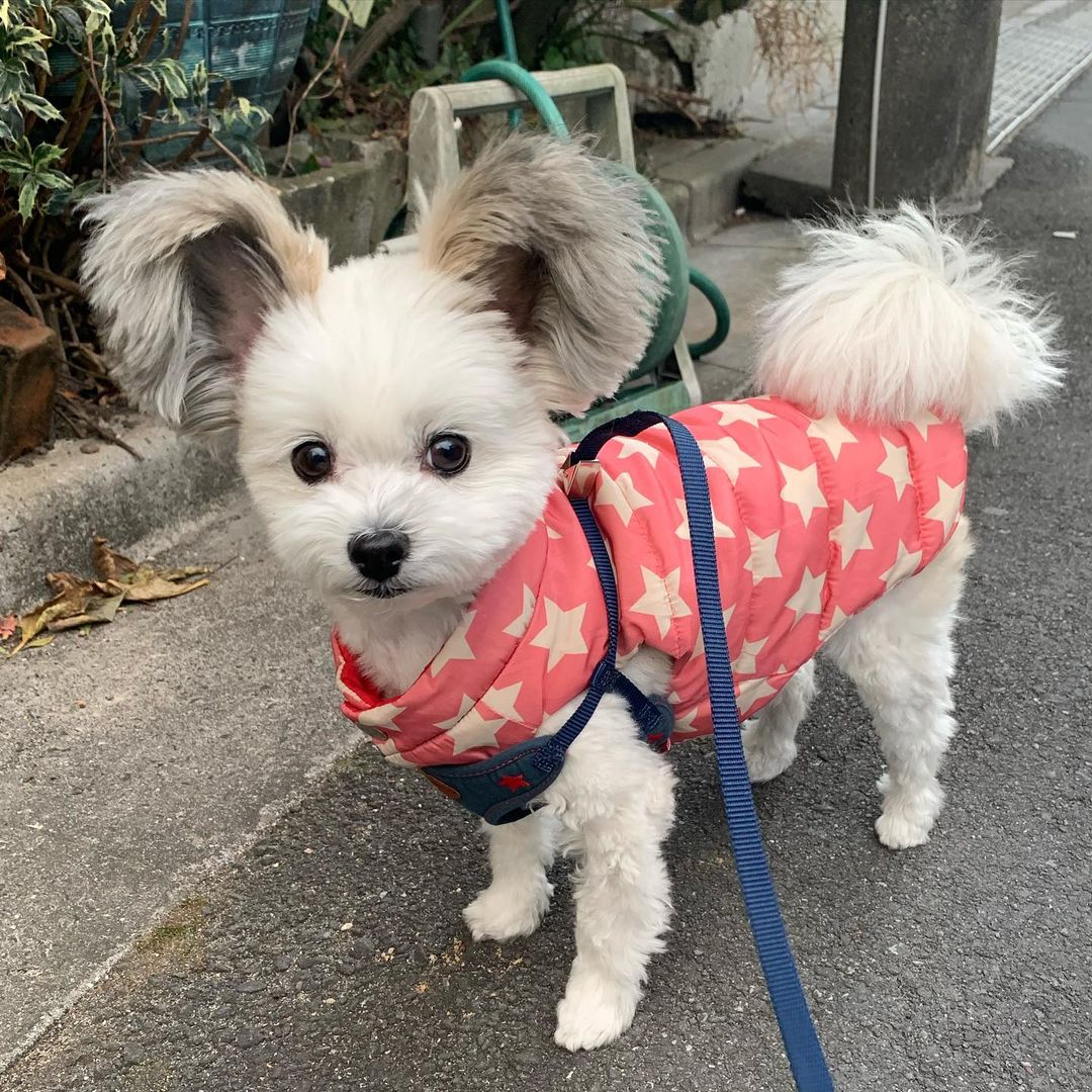 Meet Our Newest Obsession, A Dog With Fluffy Mickey Mouse Ears ...