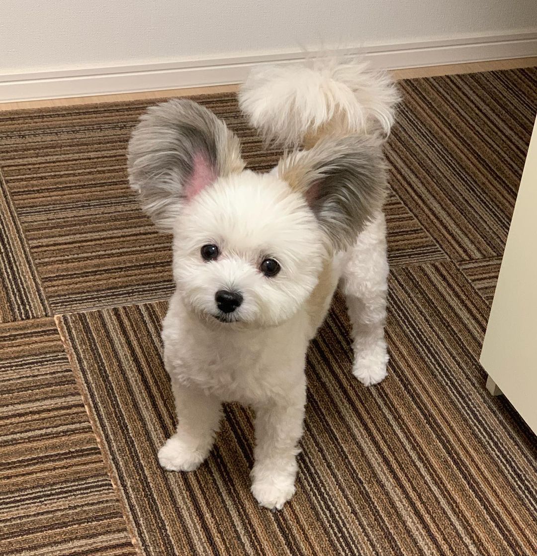 Meet Our Newest Obsession, A Dog With Fluffy Mickey Mouse Ears ...