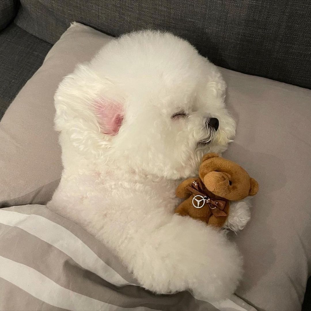 This Fluffy Pup Is Lighting Up The Internet With Her Adorable Facial ...