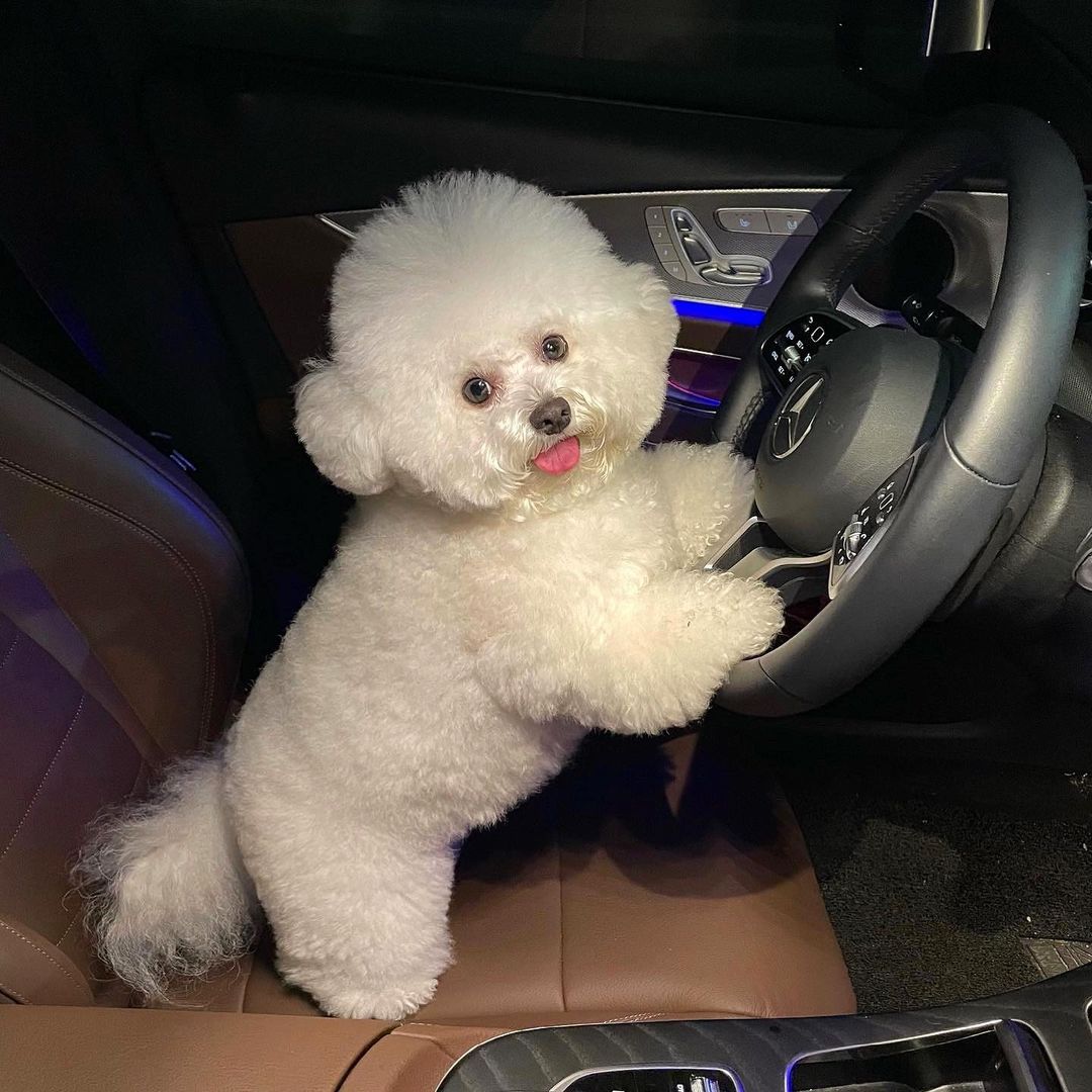 This Fluffy Pup Is Lighting Up The Internet With Her Adorable Facial ...