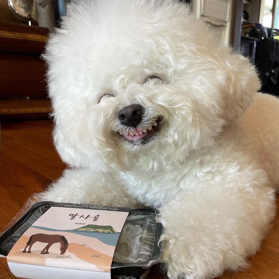 This Fluffy Pup Is Lighting Up The Internet With Her Adorable Facial ...