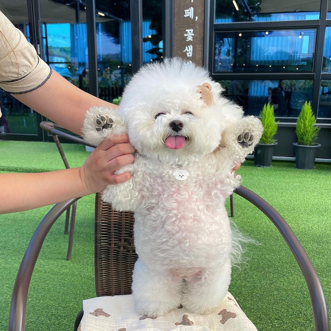 This Fluffy Pup Is Lighting Up The Internet With Her Adorable Facial ...