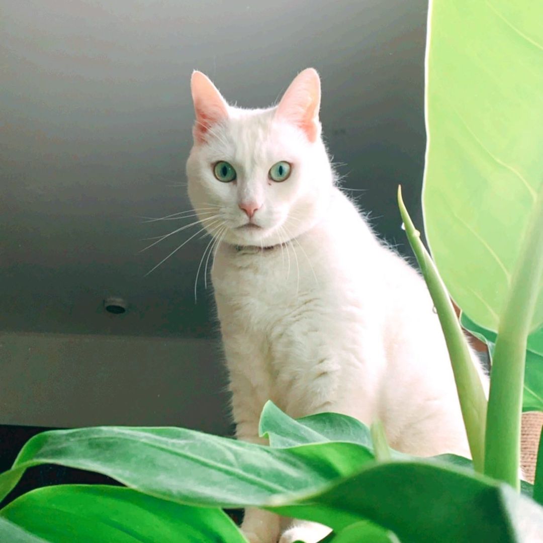 Tuna The Cat Is Obsessed With Delivery Drivers And It’s The Cutest ...
