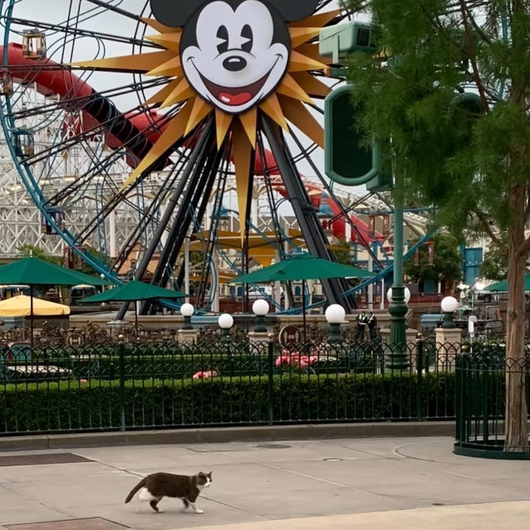 Meet The Cats Of Disneyland, Who Prowl The Magical Streets After ...