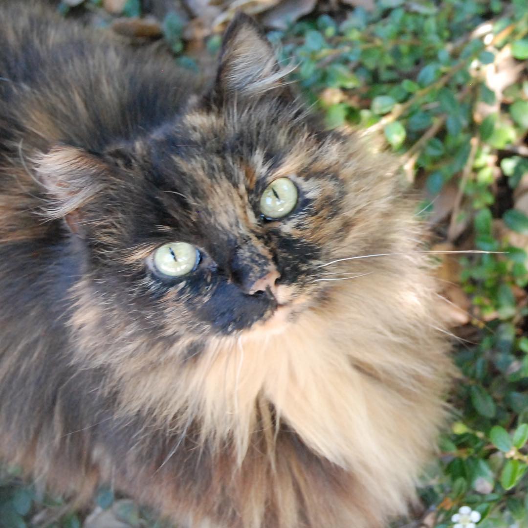 Meet The Cats Of Disneyland, Who Prowl The Magical Streets After ...