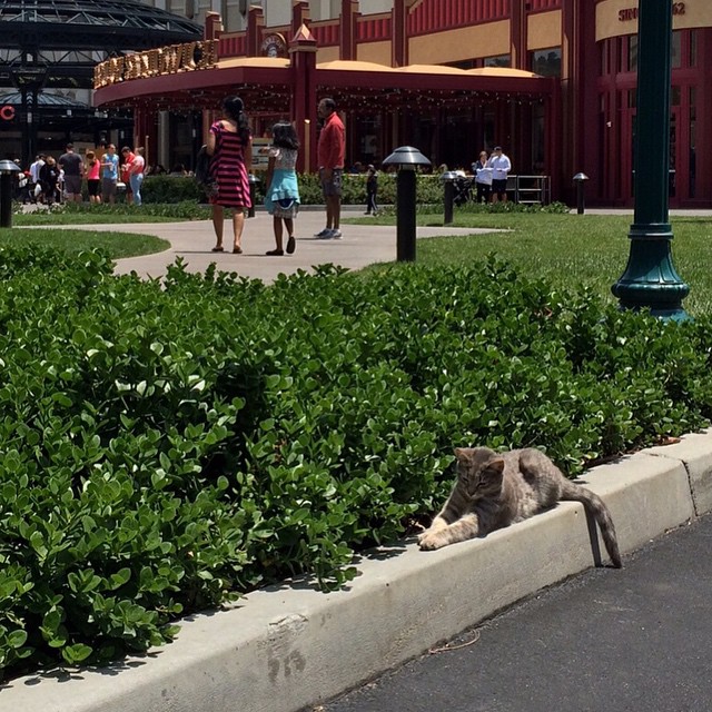 Meet The Cats Of Disneyland, Who Prowl The Magical Streets After ...