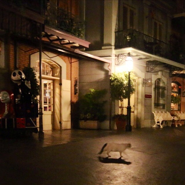 Meet The Cats Of Disneyland, Who Prowl The Magical Streets After ...