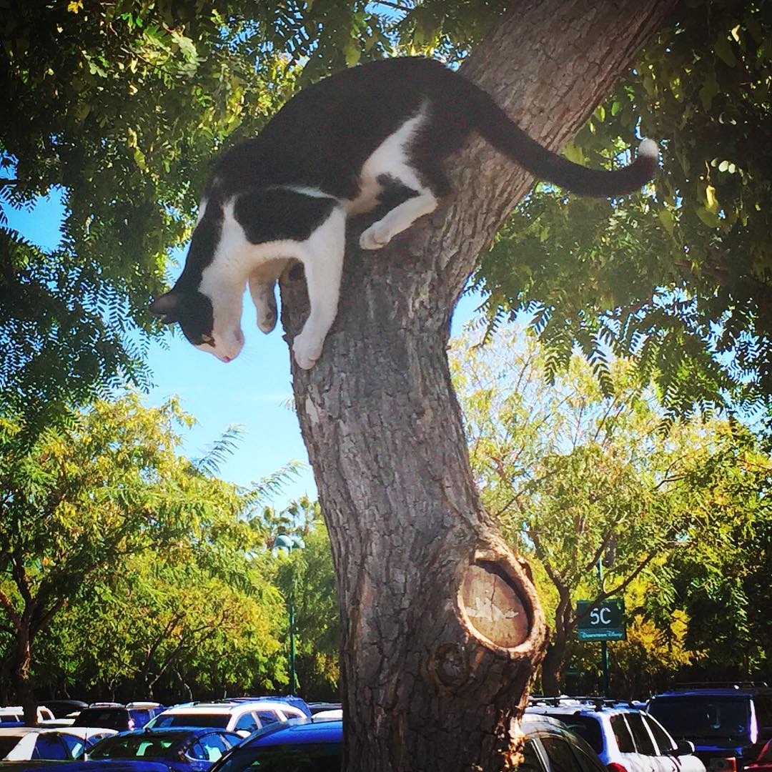 Meet The Cats Of Disneyland, Who Prowl The Magical Streets After ...