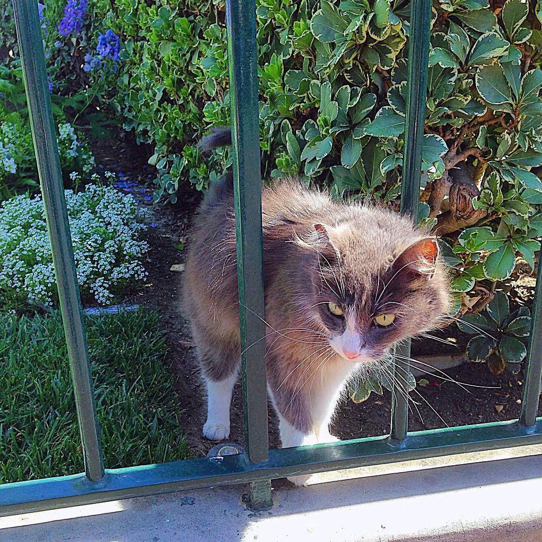 Meet The Cats Of Disneyland, Who Prowl The Magical Streets After ...