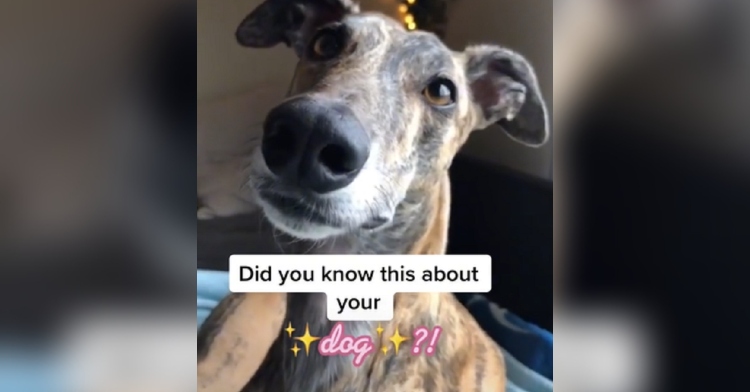 Ever Wondered How Your Dog's Mind Works? This Psychologist Has The ...