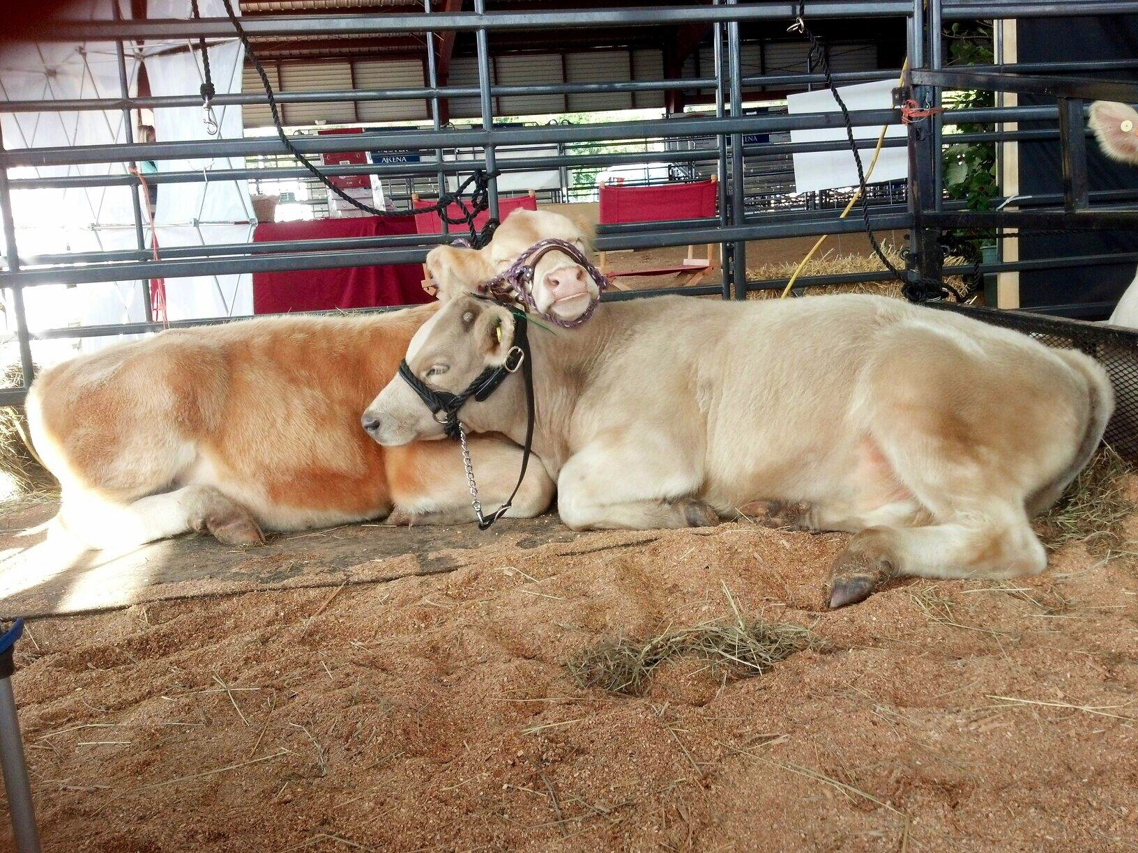 Moo-ve Over, Cats And Dogs! These 15 Cuddly Cows Might Be The Cutest ...