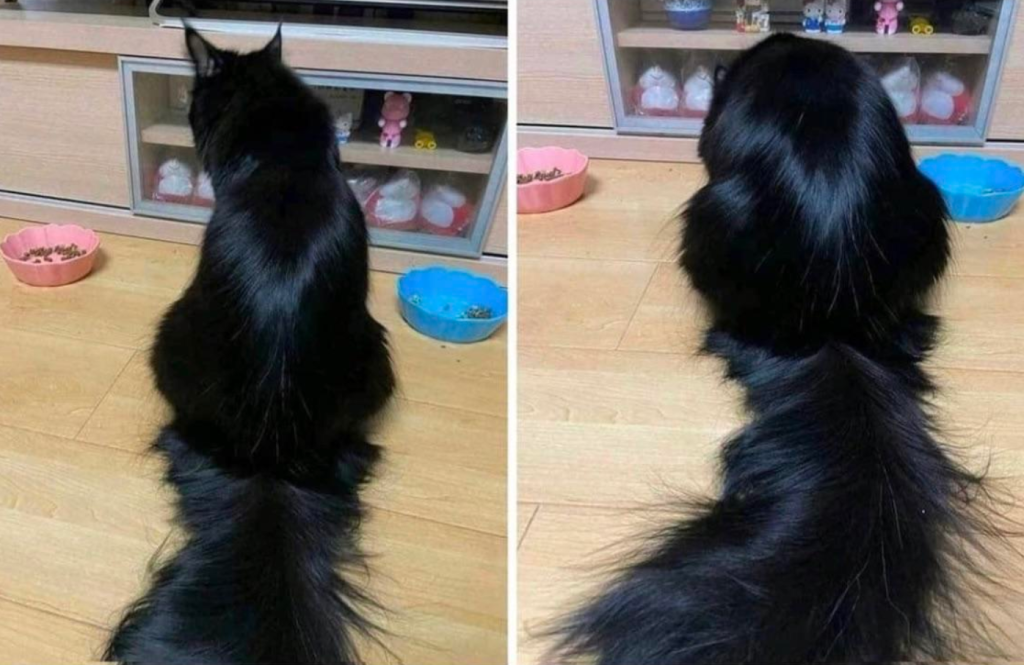 Shiny Cat Fur – InspireMore