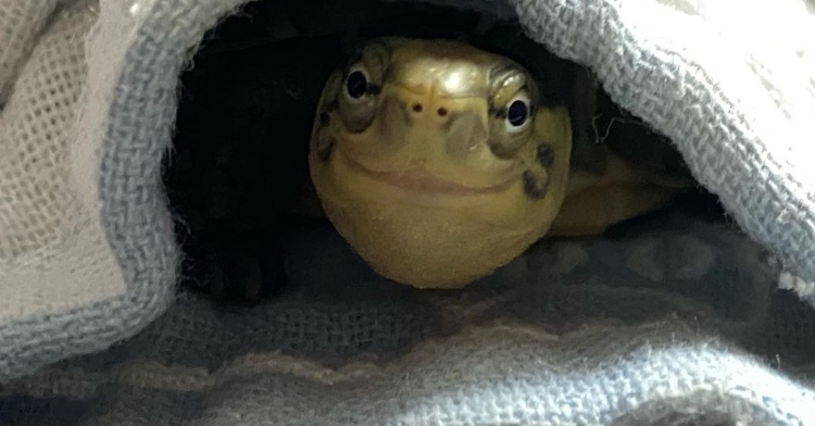 Baby Turtle Head