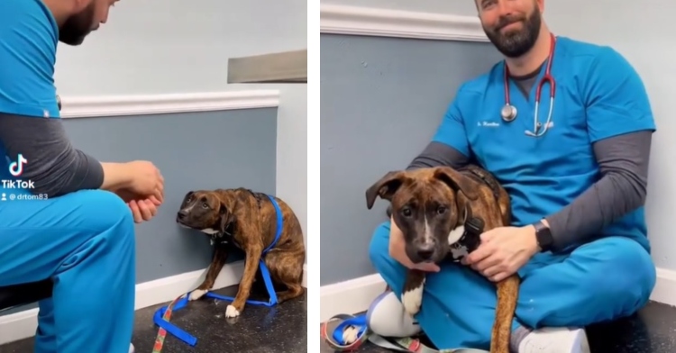 Watch This Compassionate Vet Win Over A Terrified Dog In Less Than 3 ...