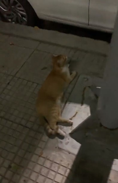 Have You Seen This Missing Cat? Well, He Sure Has — He Just Found ...