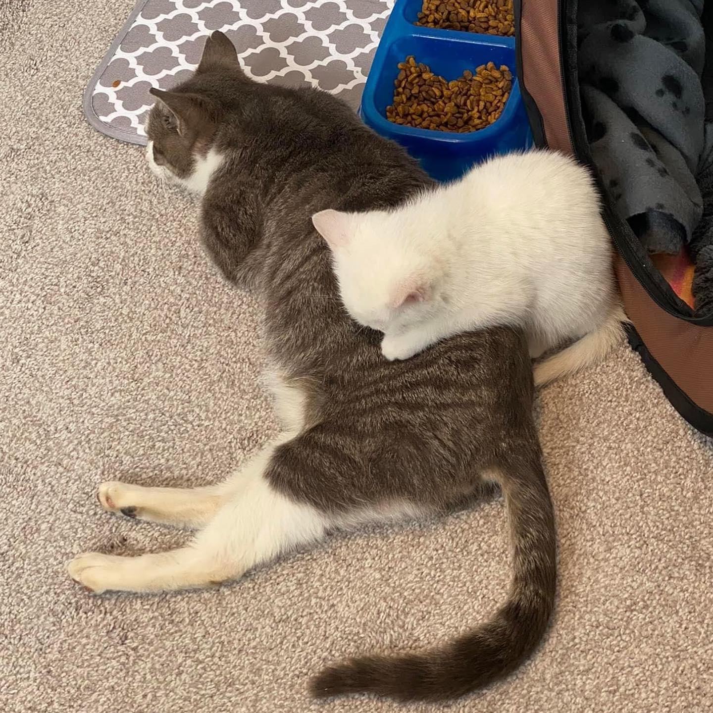 Meet Coco And Chanel, The Adorably Inseparable Mother-Daughter Cat Duo ...