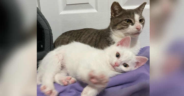 Meet Coco And Chanel, The Adorably Inseparable Mother-Daughter Cat Duo ...