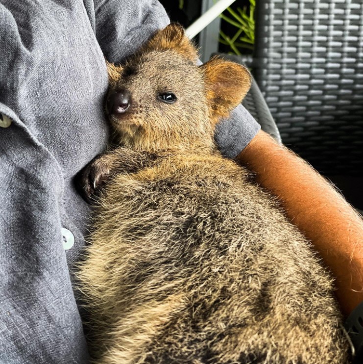15 Times Quokkas Proved They're The World's Happiest (And Cutest ...