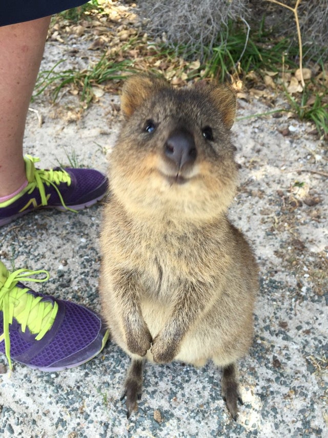 15 Times Quokkas Proved They're The World's Happiest (And Cutest ...
