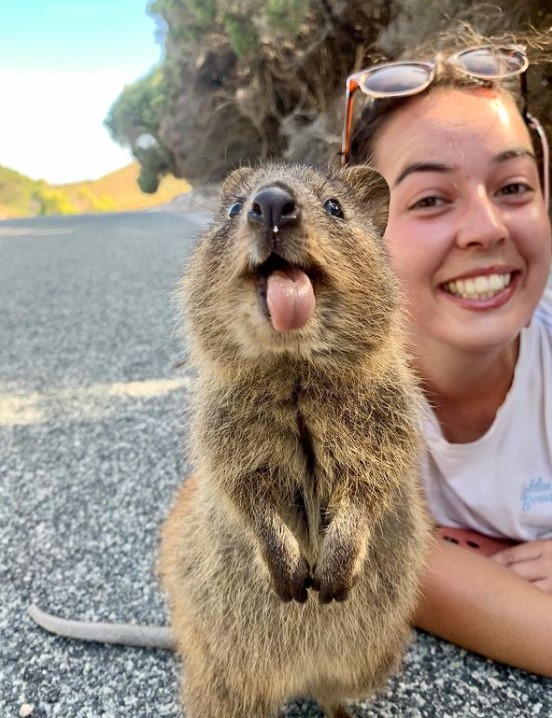 15 Times Quokkas Proved They're The World's Happiest (And Cutest ...