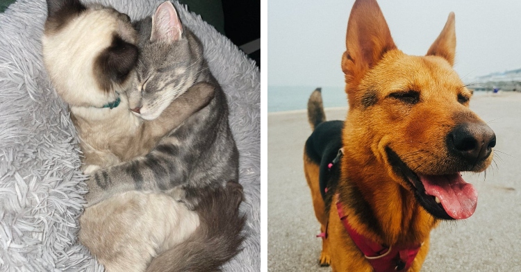15 Rescue Pets Who Are Living Proof Of What A Little Love Can Do ...