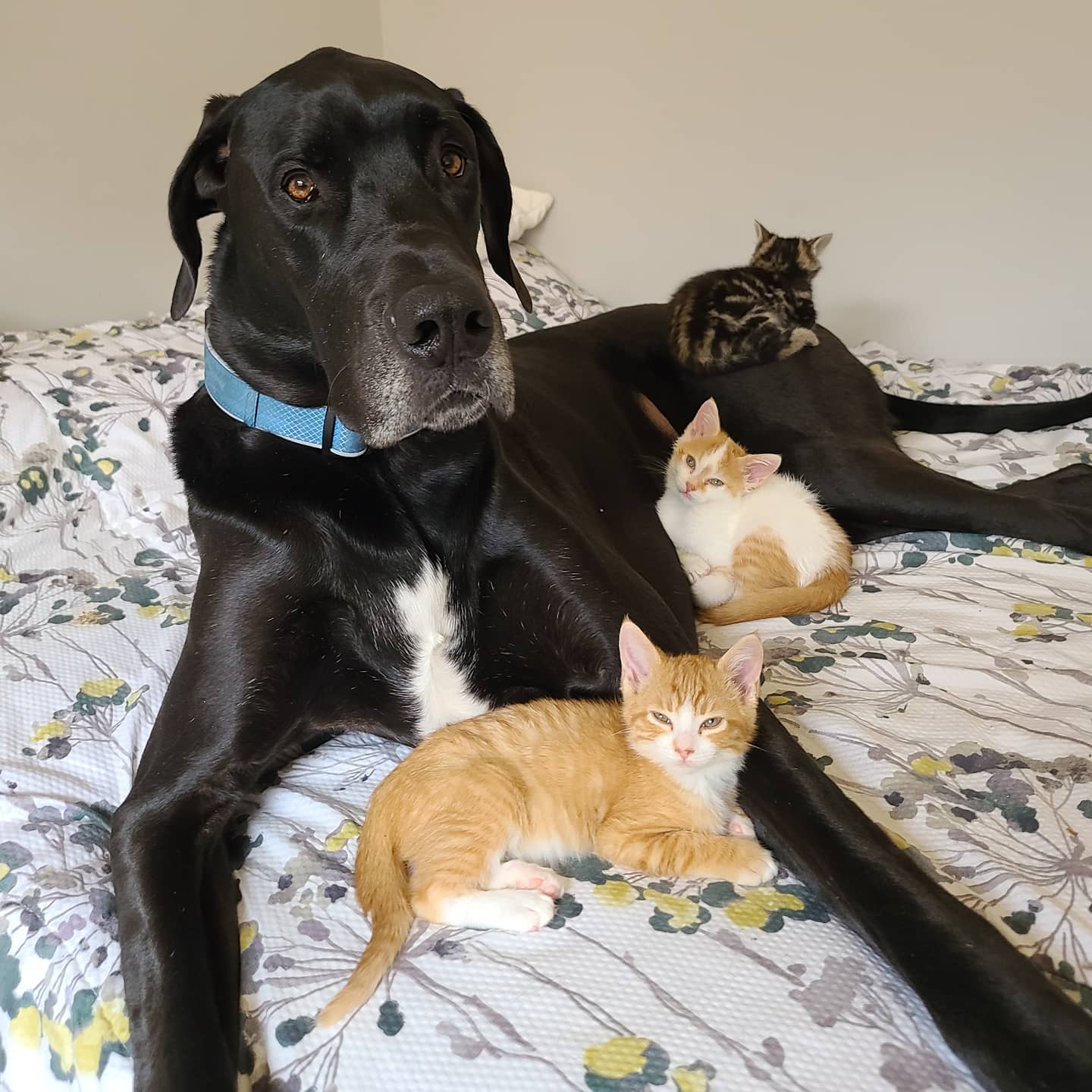 Great Dane Turns Into Sweetest, Gentlest Giant Around His Humans ...