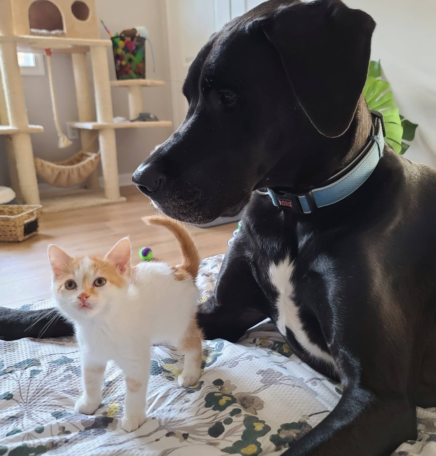 Great Dane Turns Into Sweetest, Gentlest Giant Around His Humans ...