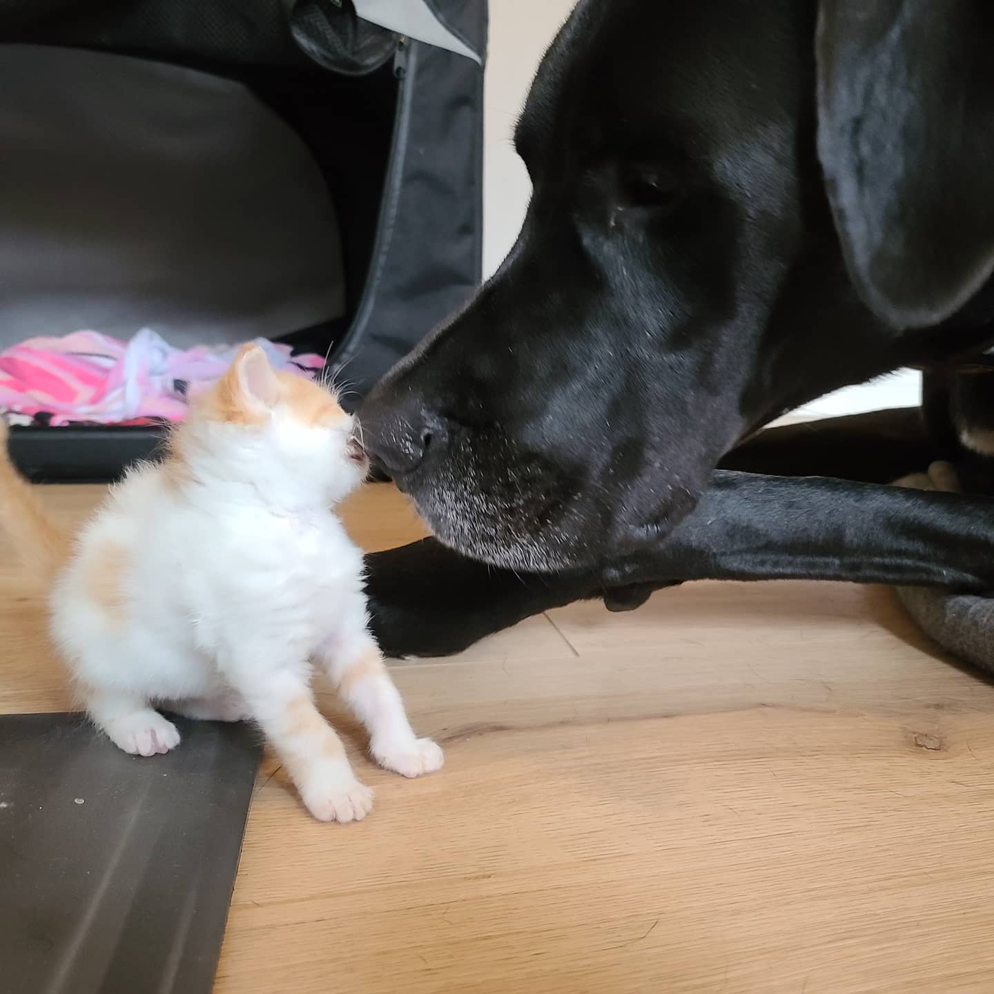 Great Dane Turns Into Sweetest, Gentlest Giant Around His Humans ...
