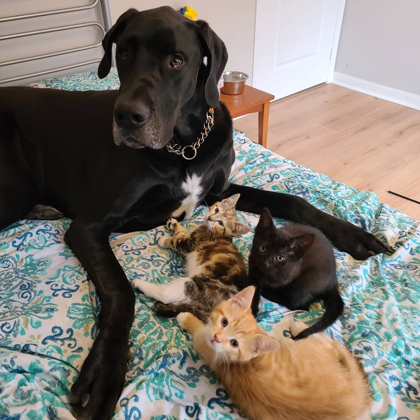 Great Dane Turns Into Sweetest, Gentlest Giant Around His Humans ...