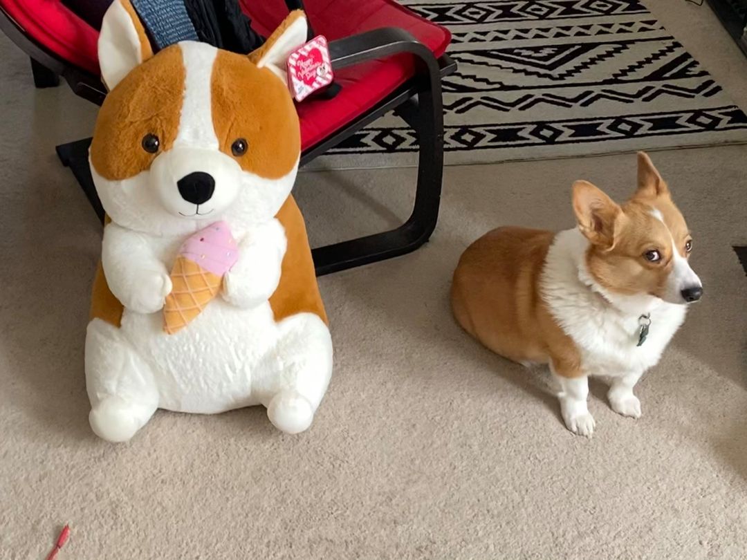 15 Corgis With Such Hilariously Disapproving Faces Their Humans Had To ...