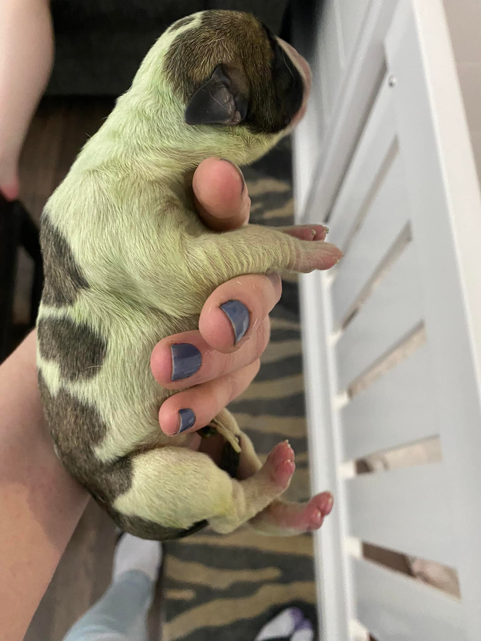 That's 1 Lucky Dog! This Rare Pup Must Have Been Born With The Luck Of ...