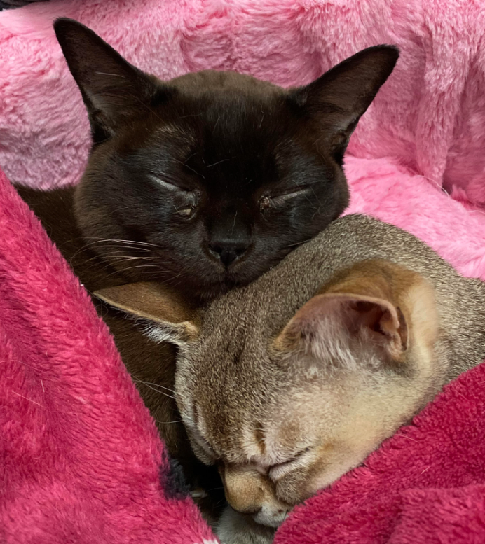 Rescue Cat Snuggles – InspireMore