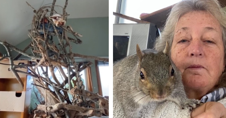 Woman Nurses Baby Squirrel Back To Health — Now He's Here To Stay ...