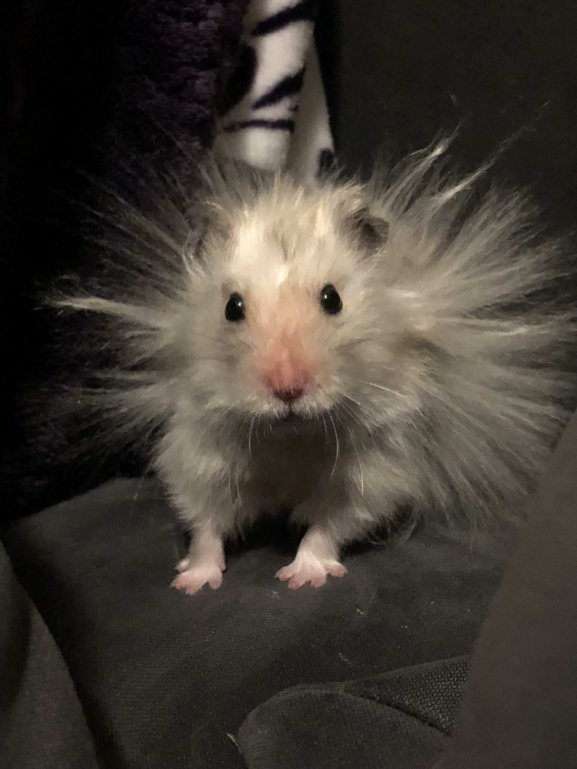 15 Insanely Cute Hamsters That Are Sure To Steal Your Heart – InspireMore