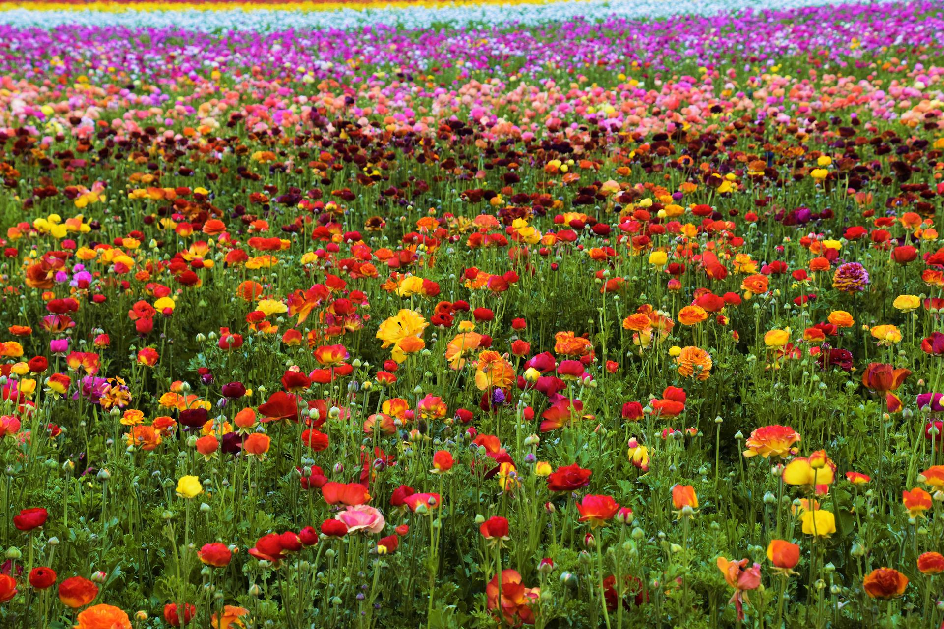Flower Fields – InspireMore