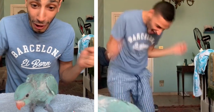 1 Step At A Time, Man Helps Parrot Overcome Birth Defect — The Result ...
