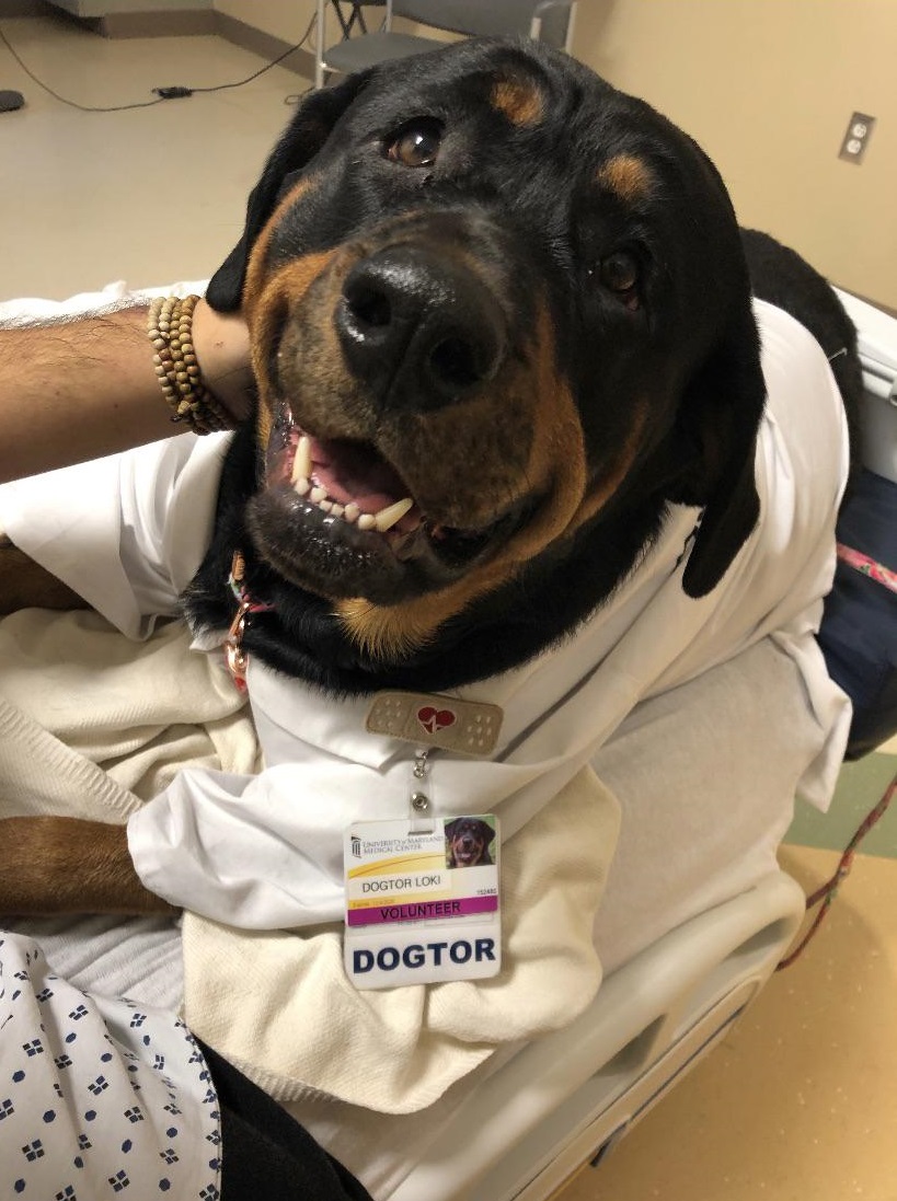 All Dogs Are Good, But These 15 Sublime Puppers Are Some Of The Best ...