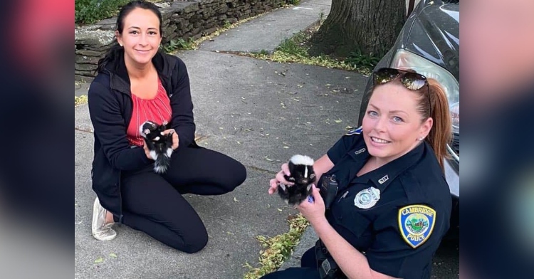 "So Stinkin' Cute!" Cop Scoops Up Orphaned Baby Skunks And Reunites ...
