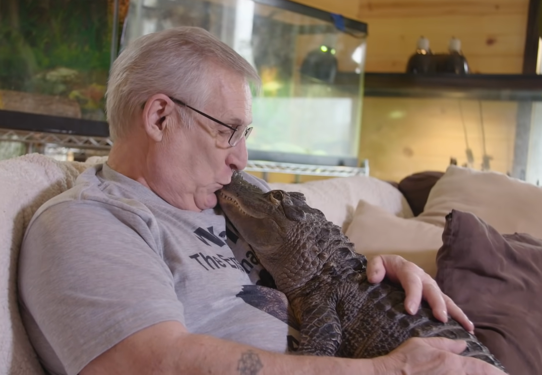 Meet Wally, The Emotional Support Alligator. Yes, You Read That Right ...