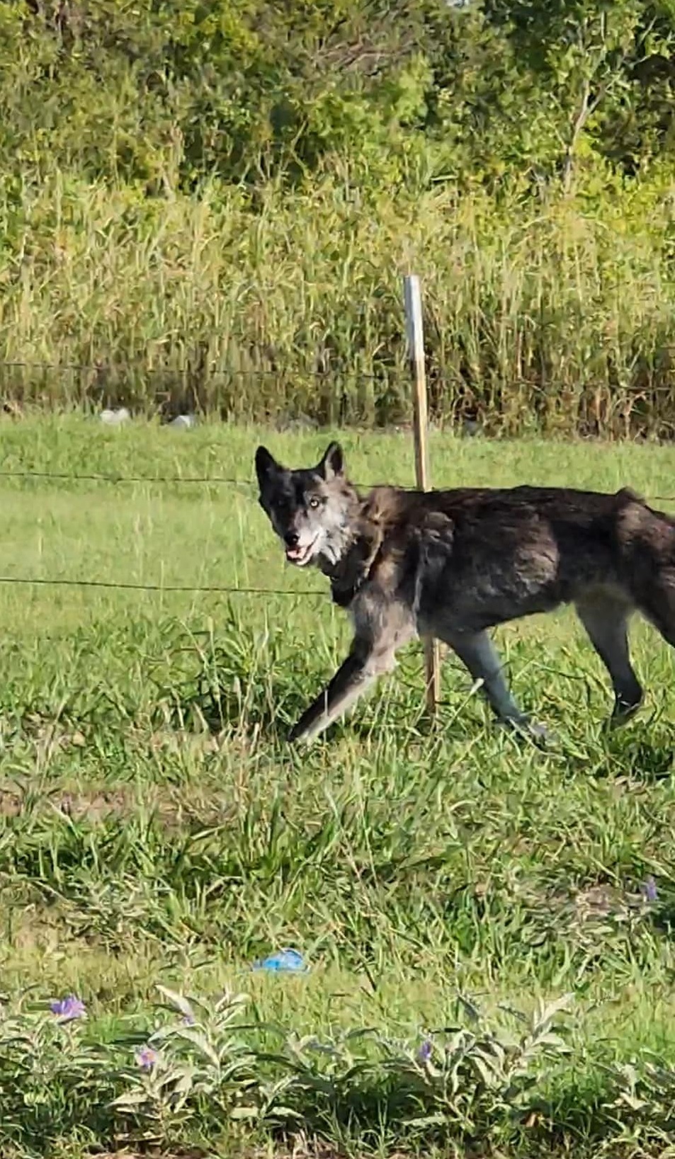 "The Big Bad Wolf?" Cops Show Up To Find "Cuddly Puppy" Missing Her ...