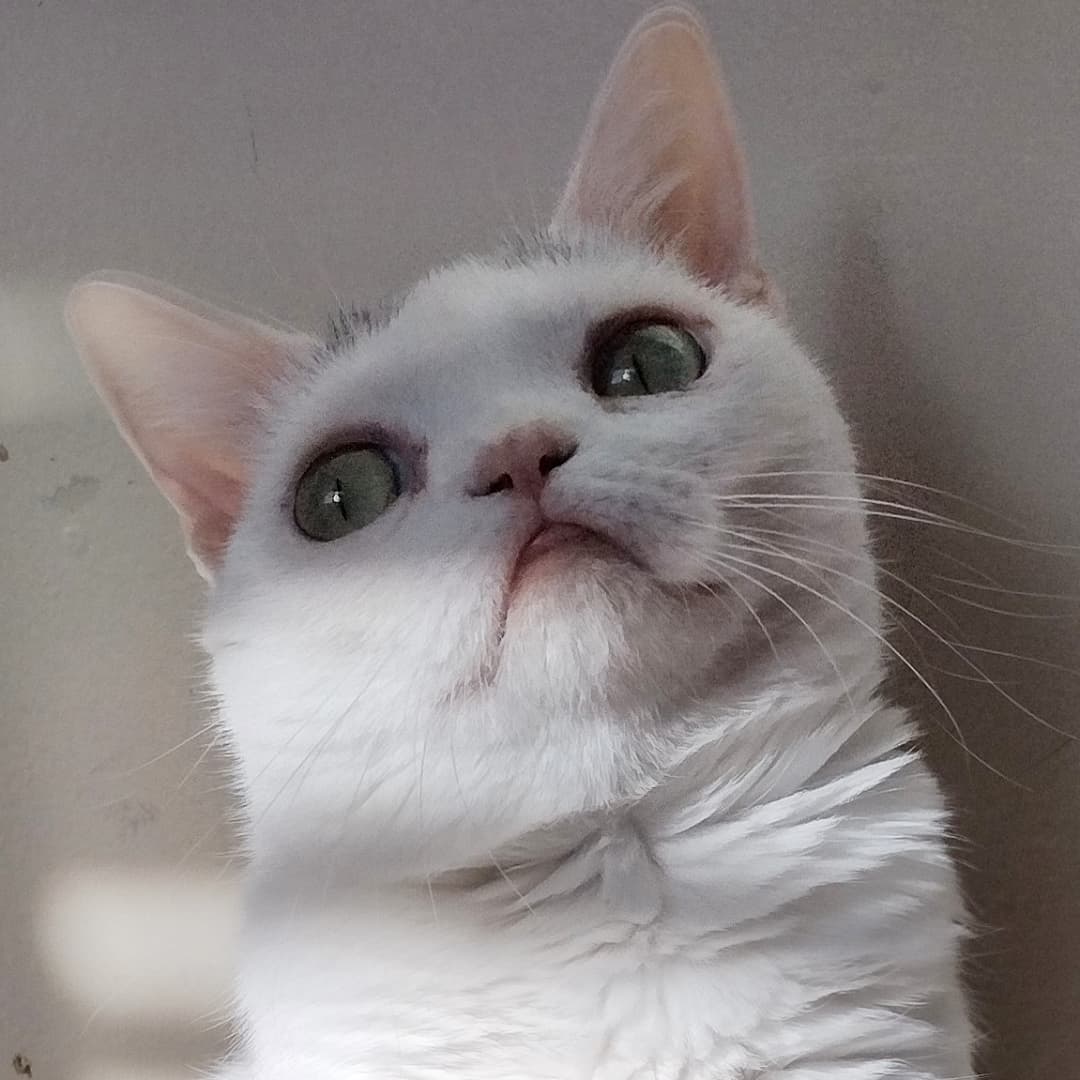 This Dwarf Cat With A Permanent Frown Is Filling The Grumpy Cat Void ...