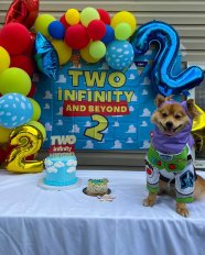 Dog s Buzz Lightyear Birthday InspireMore Dog s Buzz Lightyear Birthday InspireMore