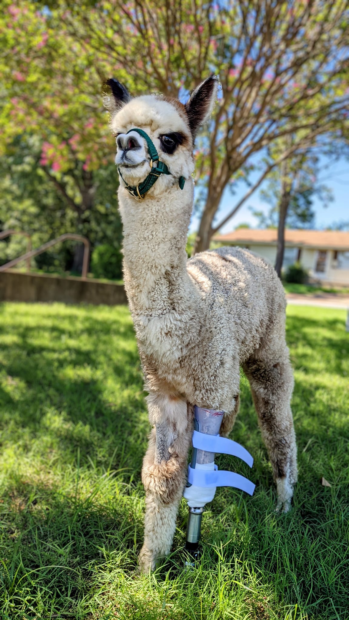 No Leg? No Probllama! Farmers Help Alpaca Get Back On Feet With New ...