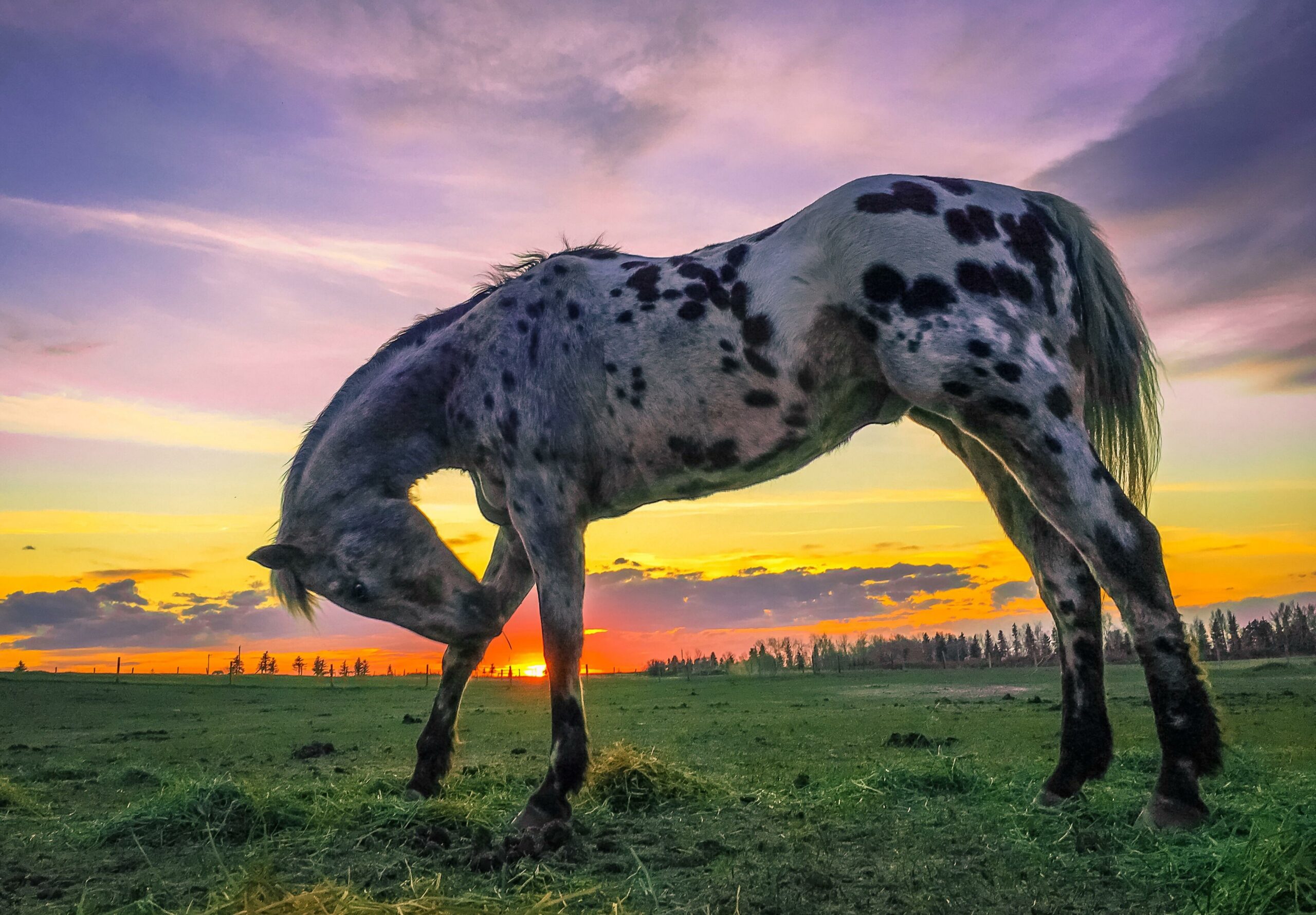 15 Stunning Horses That Make Us Want A Pony Of Our Own – InspireMore