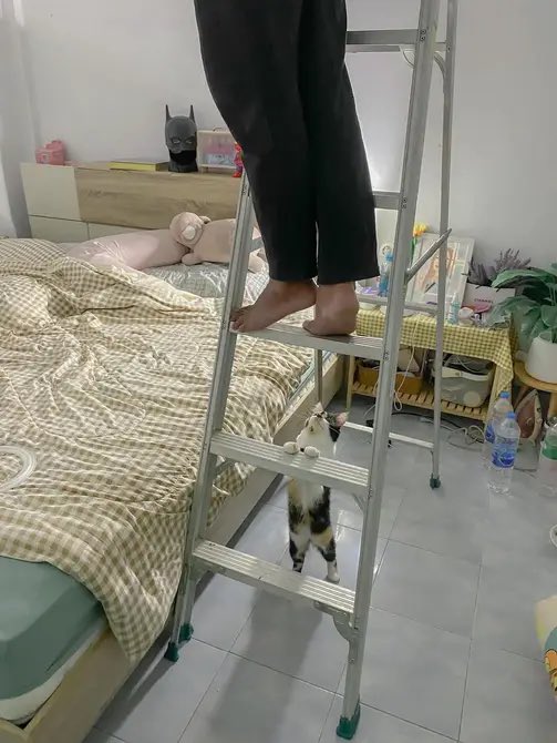 15 Gainfully Employed Cats Who Work Hard For Their Kibble – InspireMore