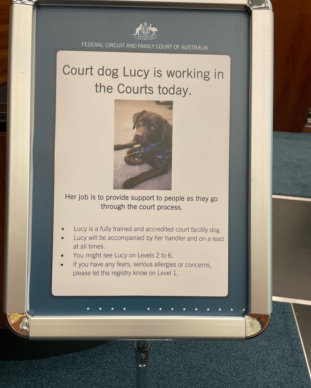 Australia's 1st-Ever Court Dog Gets "Sworn In" To Ease Tension Amid ...