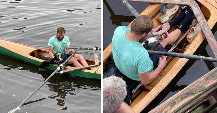 Rower Hears Commotion From Shore And Stops To Help A Desperately ...