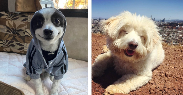 15 Charming Dogs Who Have Us Under Their Spell With A Simple Smile ...